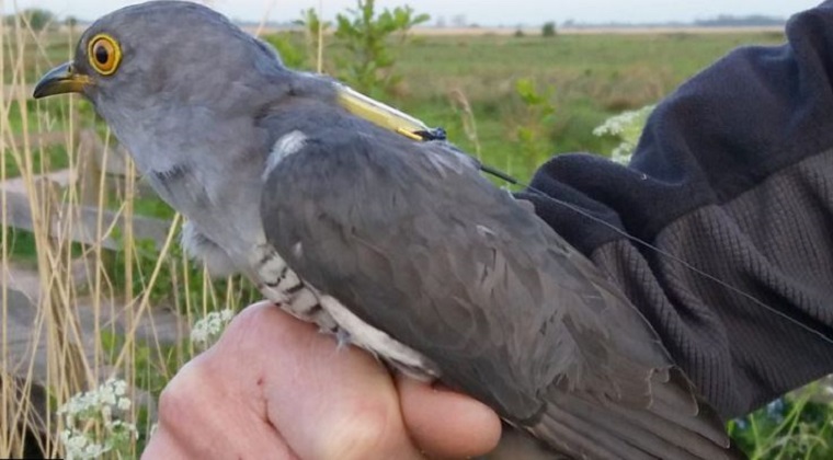 Bird flies from Ivory Coast to UK – 6,500Kms – in record time - K24 Digital